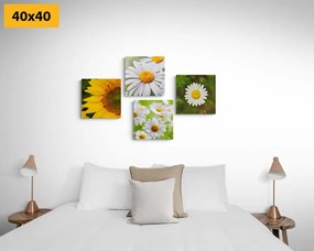 Set obrazů luční květiny Varianta: 4x 40x40