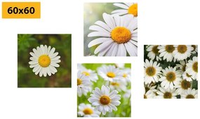 Set obrazů kouzelné květiny - 4x 60x60 cm