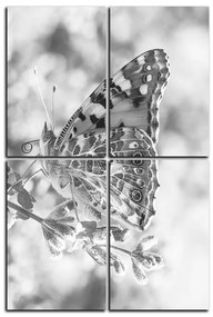 Obraz na plátně - Motýl na levandule - obdélník 7221QE (120x80 cm)