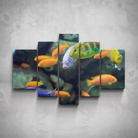 5-dílný obraz - Akvarijní rybky - PopyDesign