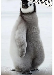 TipTrade Bavlněné povlečení 140x200 + 70x90 cm - Malý tučňák