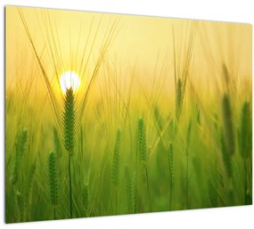 Skleněný obraz pole s obilím (70x50 cm)