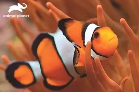 PRIME 3D Puzzle Animal Planet: Klaun očkatý / 63 dílků / 3D efekt / 46