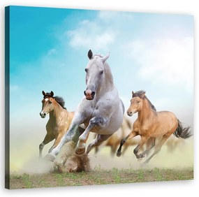 Obraz na plátně, Cválající koně - 60x60 cm
