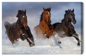 Obraz Cválající Koně V Zimě Nedostatek Nedostatek Přírodní plátno 100x70