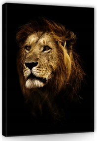 Obraz 75x100 Lev portrét divoká příroda síla majestátnost hříva pohled