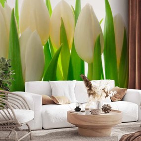 Fototapeta Tulipány na slunci - přírodní motiv bílých květů na světlém pozadí