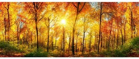 Vliesová fototapeta Slunečný les 375 x 150 cm panoramatická + lepidlo zdarma / MP-2-0067 vliesové fototapety na zeď DIMEX