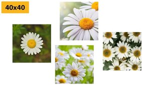 Set obrazů kouzelné květiny - 4x 60x60 cm