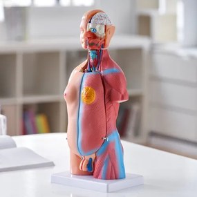 Model lidského těla, 23 částí, 45,7 cm