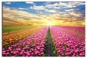 Obraz pole tulipánů Velikost (šířka x výška): 90x60 cm