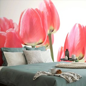 Samolepící fototapeta červené polní tulipány - 150x100 cm