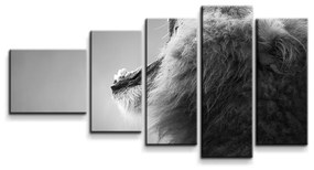 Sablio Obraz - 5-dílný Řvoucí lev - 100x60 cm