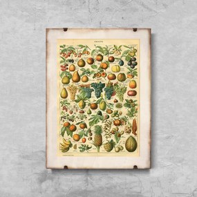 Plakát Adolphe Millot ovoce