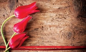 Postershop Fototapeta vliesová: Červené tulipány (2)  - 184x254 cm