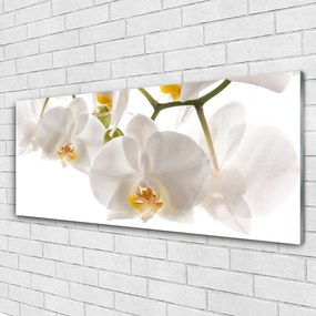 Plexisklo-obraz Orchidej Květiny Příroda 125x50 cm