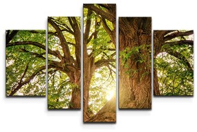 Sablio Obraz - 5-dílný Stromy - 125x90 cm