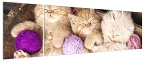 Obraz spících koťat (170x50 cm)