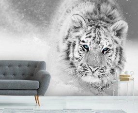 Malvis ® Tapeta Sibiřský tygr Vel. (šířka x výška): 432 x 290 cm