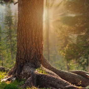 Malvis ® Vícedílný obraz Procházka lesem Velikost (šířka x výška): 130x80 cm