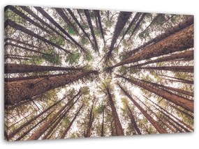 Gario Obraz na plátně Vysoké borovice Rozměry: 60 x 40 cm