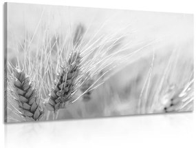 Obraz pšeničné pole v černobílém provedení Varianta: 120x80