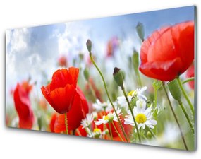 Obraz na skle Máky Sedmikrásky Květiny 140x70 cm