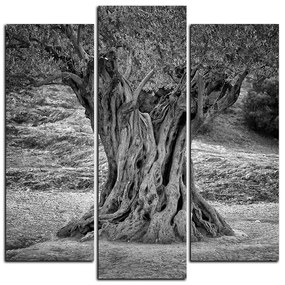Obraz na plátně - Starý olivovník - čtverec 3181QC (75x75 cm)