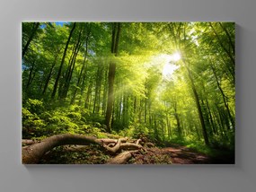 Liox Obraz kouzlo lesa Rozměr: 150 x 100 cm