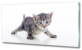 Wallmuralia Foto-obrah sklo tvrzené Malá kočka 100x50