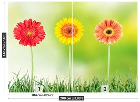 Fototapeta gerbera 104x70