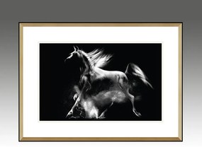 Obraz Lipicánský Kůň, Série Vídeň