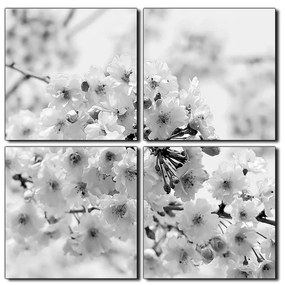Obraz na plátně - Třešňový květ - čtverec 3279QE (60x60 cm)
