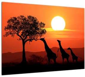 Skleněný obraz žiraf při západu slunce (70x50 cm)