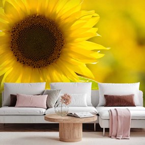 Fototapeta Slunečnice - detail květu na rozmazaném pozadí slunečnicového pole