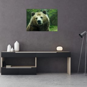 Skleněný obraz medvěda (70x50 cm)