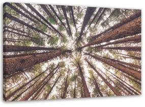 Obraz na plátně Zelený borový les - 60x40 cm