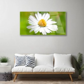 Obraz na skle Sedmikráska Rostlina Příroda 120x60 cm