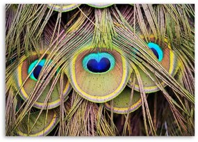 Obraz na plátně Barevná paví pera - 60x40 cm
