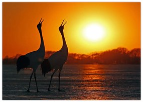 Skleněný obraz ptáků při západu slunce (70x50 cm)