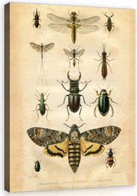 Obraz 75x100 Hmyz entomologie vědecká ilustrace vintage kolekce