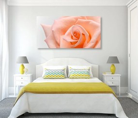 Obraz broskvová růže Varianta: 100x50