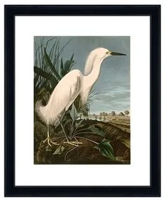 Obraz Snowy Heron or White Egret Kler Accessories