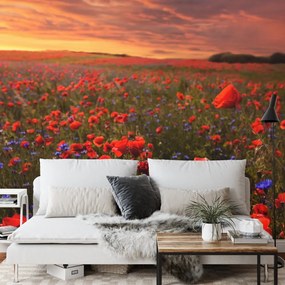 Fototapeta Poppy Field Hladký vinyl 104x70.5