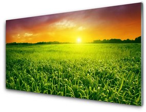 akrylový obraz Obilí Pole Východ Slunce 100x50 cm