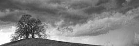Obraz černobílé osamělé stromy - 135x45 cm