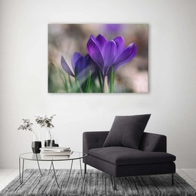 Gario Obraz na plátně Jarní krokusy Rozměry: 60 x 40 cm
