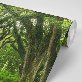 Samolepící fototapeta cesta zahalená stromy