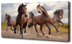 Wallmuralia Foto obraz na plátně Pět koní 100x50