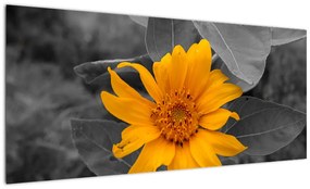 Obraz oranžového květu (100x40cm)